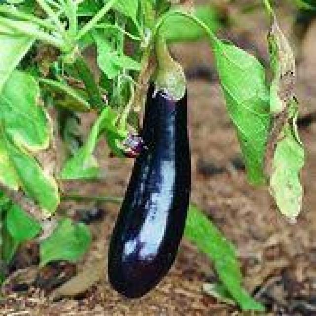 How to Use the qiezi Instance Segmentation API