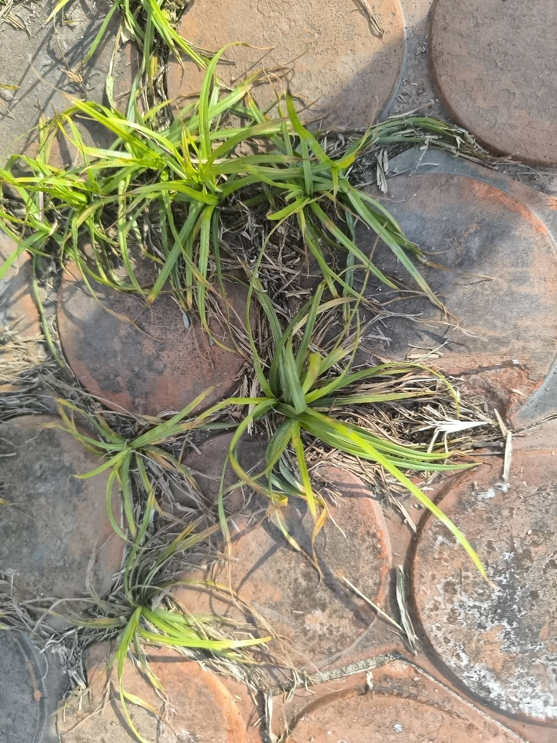 grass Object Detection Dataset and Pre-Trained Model by project final