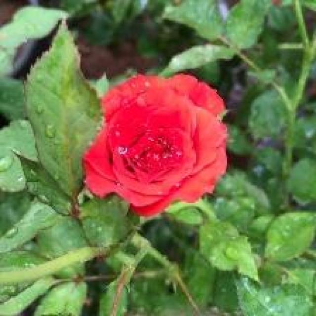 Flower Object Detection Dataset And Pre Trained Model By Iflytek