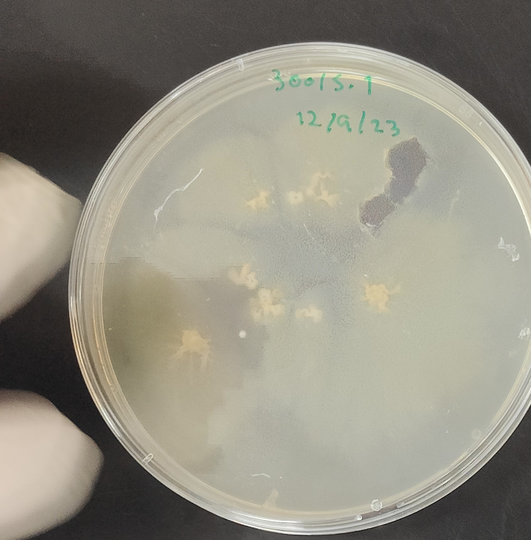 Model1 (model1-d6j7d) - Roboflow Universe