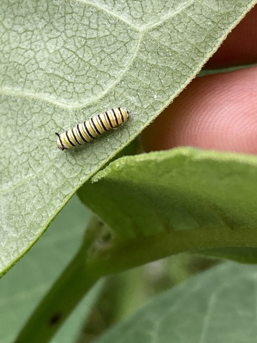 Monarch Butterfly Object Detection Dataset By Monarch Butterfly