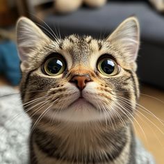 Classification Dog and Cat Object Detection Dataset and Pre-Trained ...