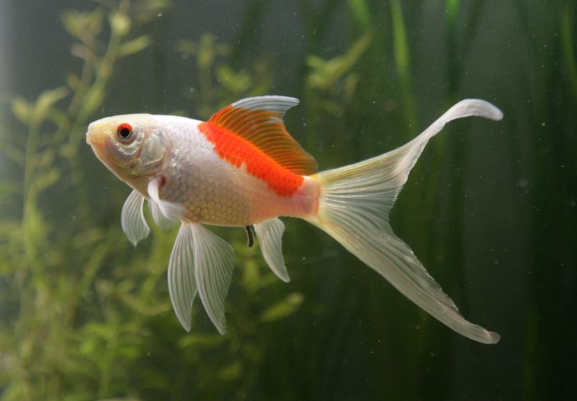 Goldfish Object Detection Dataset by Mira Temsoonthorn