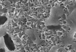 fgkl Instance Segmentation Dataset by aef