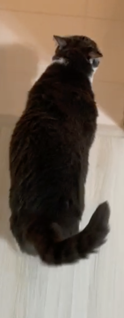 Cat sizes Classification Model by Workspace