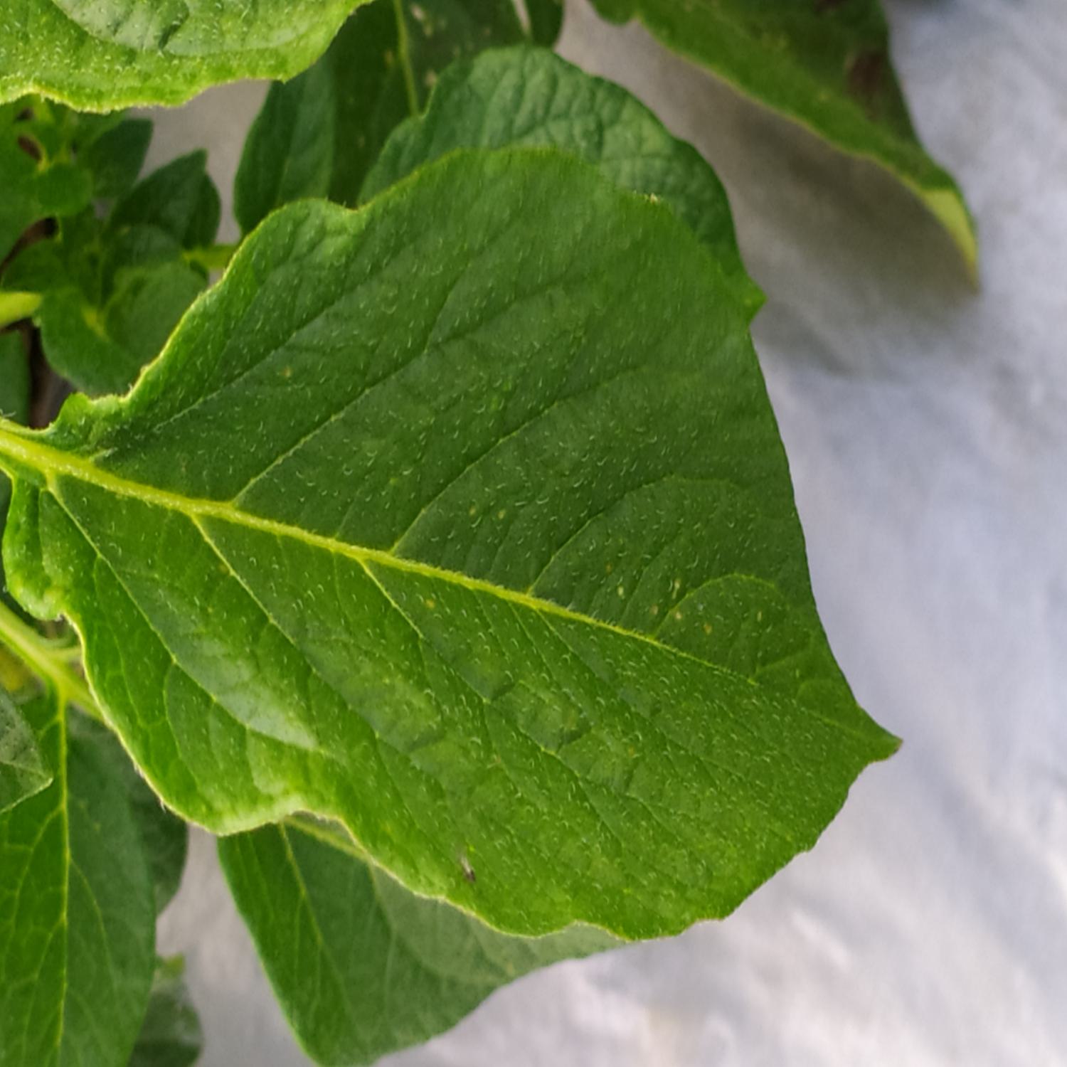 Potato Leaves Disease Detection Object Detection Model by Lauren Draetta