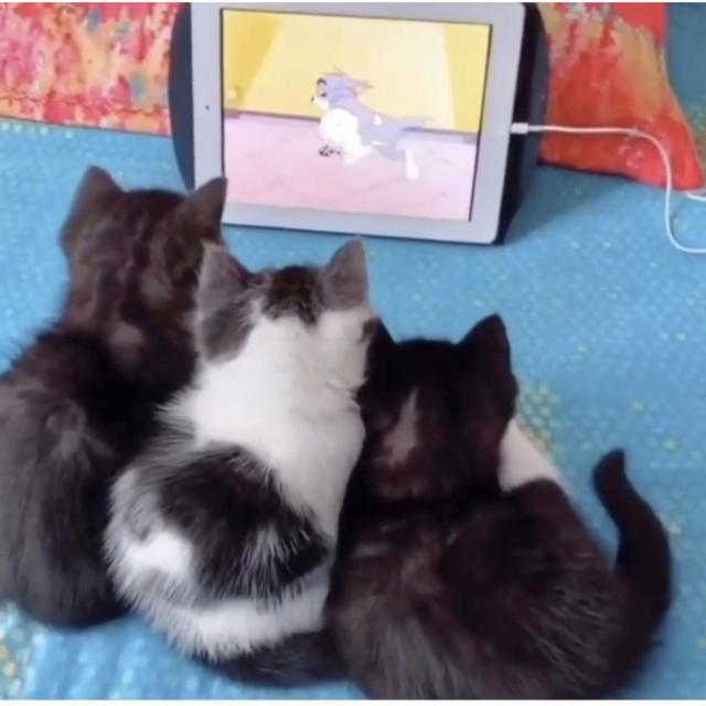 Animals Detection Object Detection Dataset by RiPO