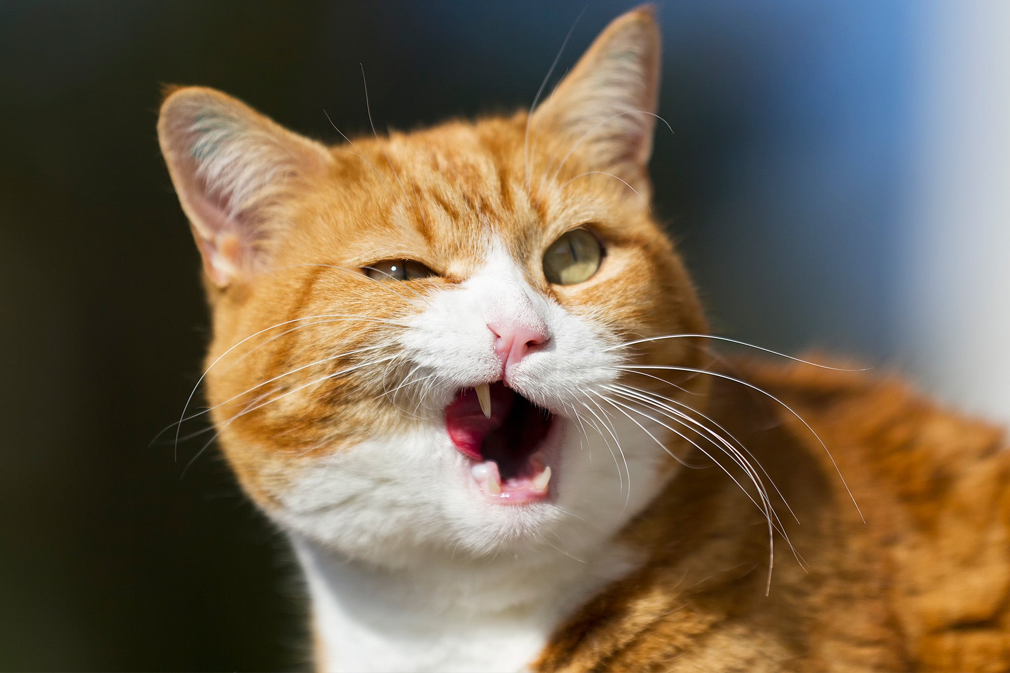 Cat Object Detection Dataset and Pre-Trained Model by Just Cat