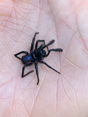 Spiders - Families Object Detection Dataset by Arthropods