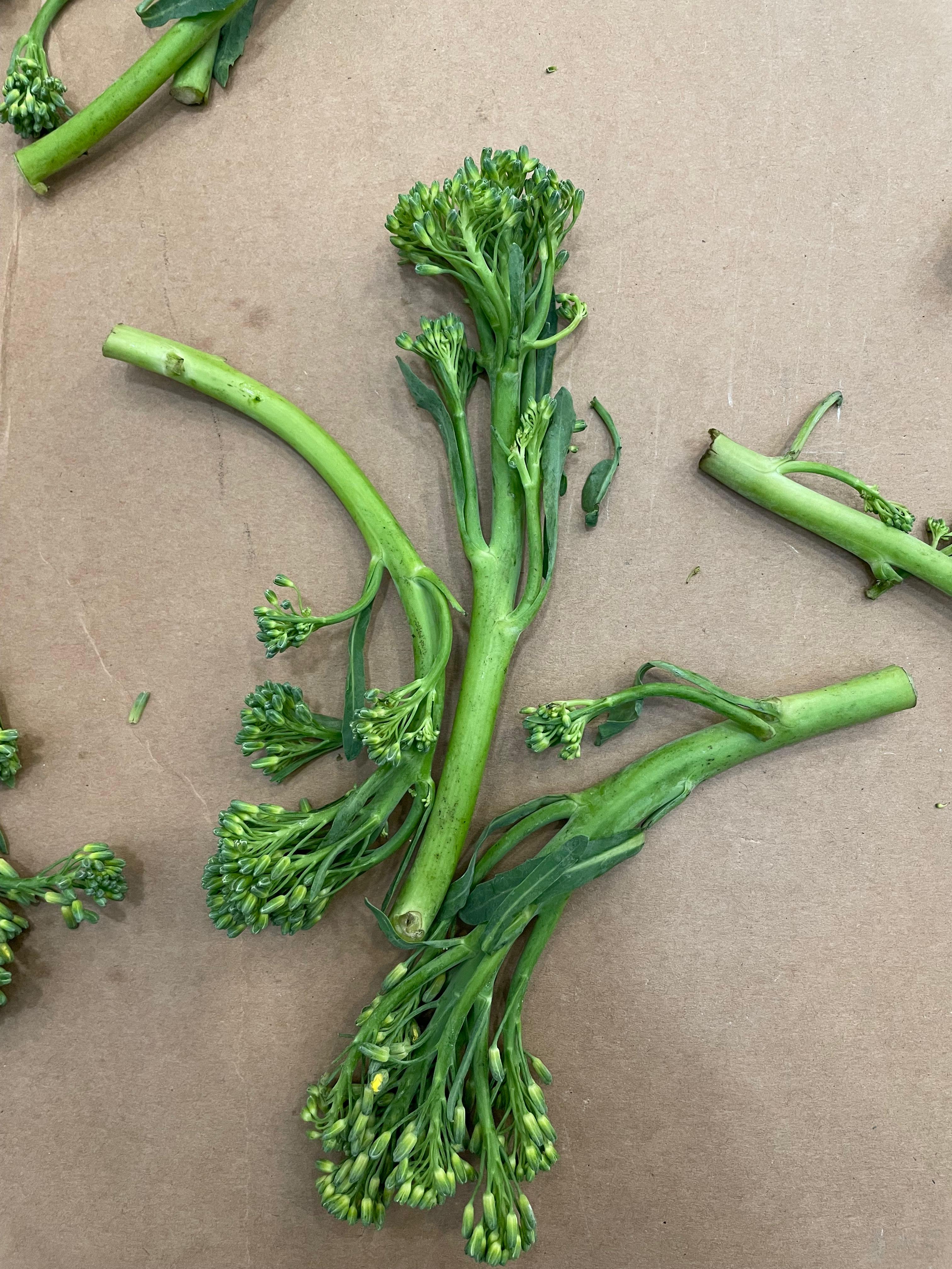 How to Use the bimi2 Instance Segmentation API