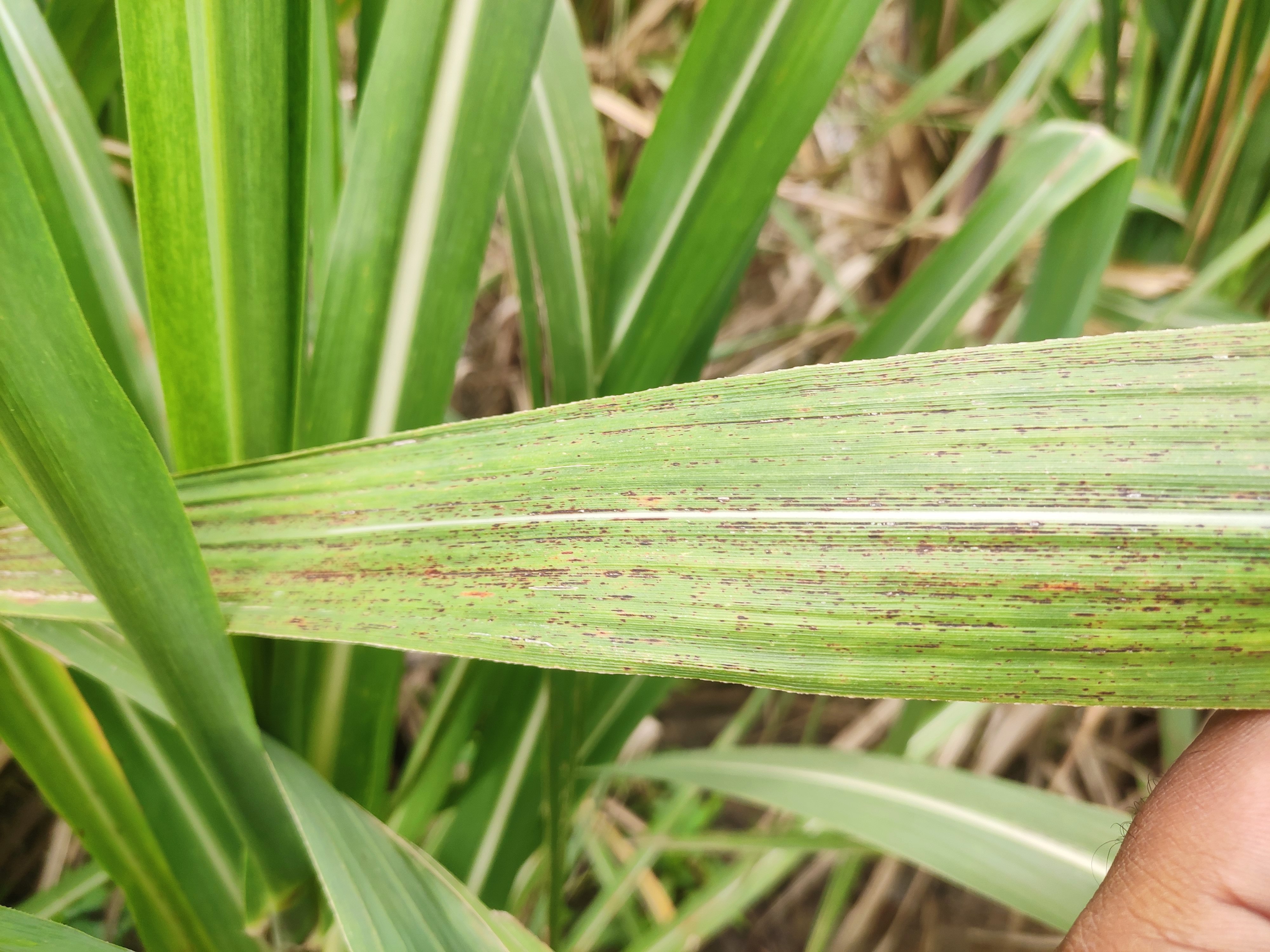 sugarcane_rust Instance Segmentation Model by sugarcane rust