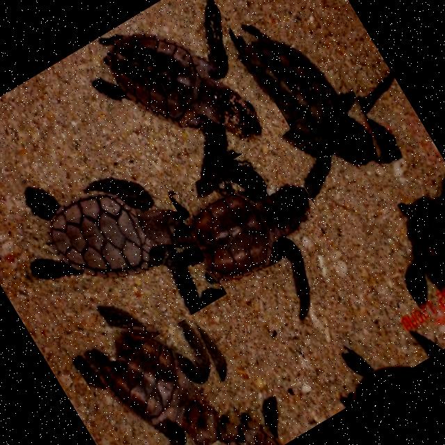 turtle_1 Object Detection Dataset and Pre-Trained Model by kim