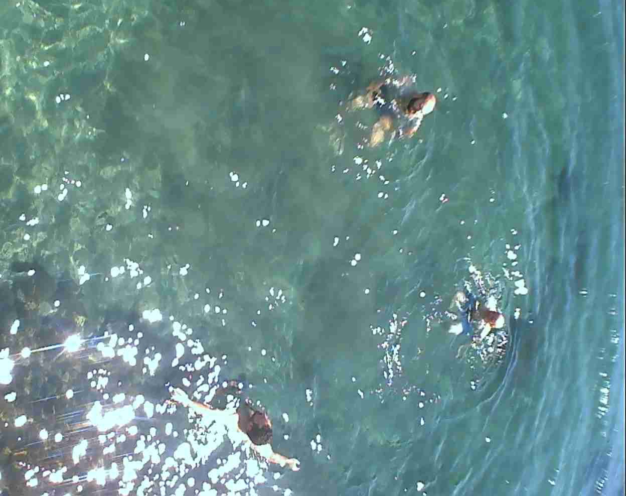 Swimmer Swimmer Object Detection Dataset By Maritime