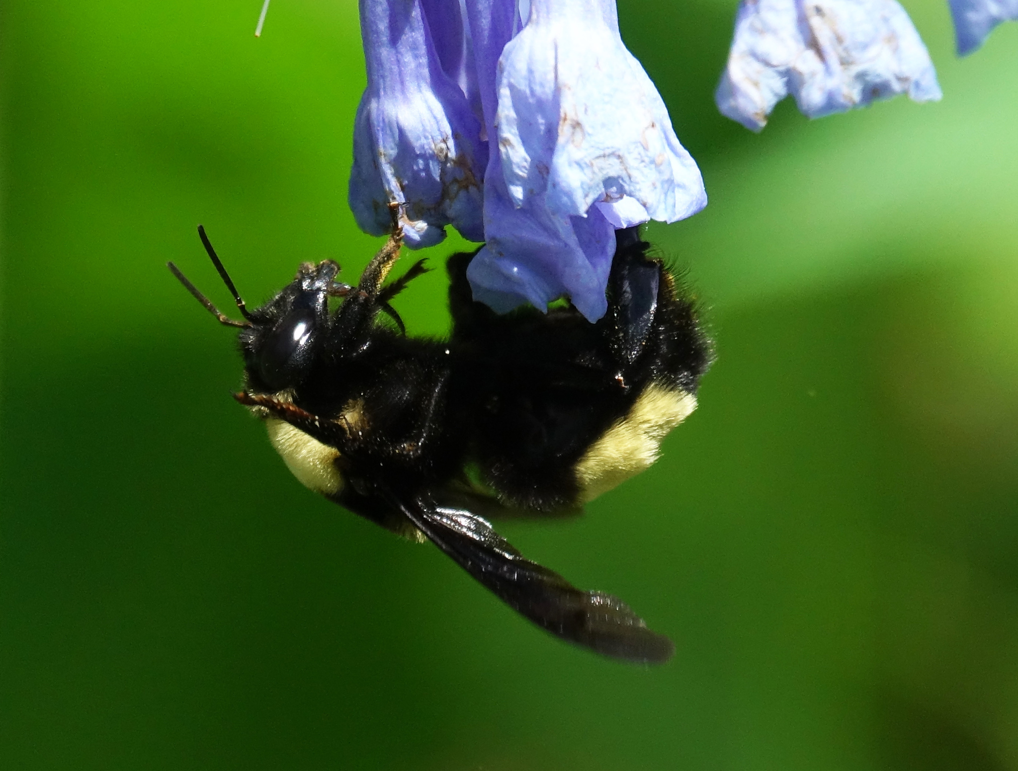 bee Object Detection Dataset by Digital Entomology