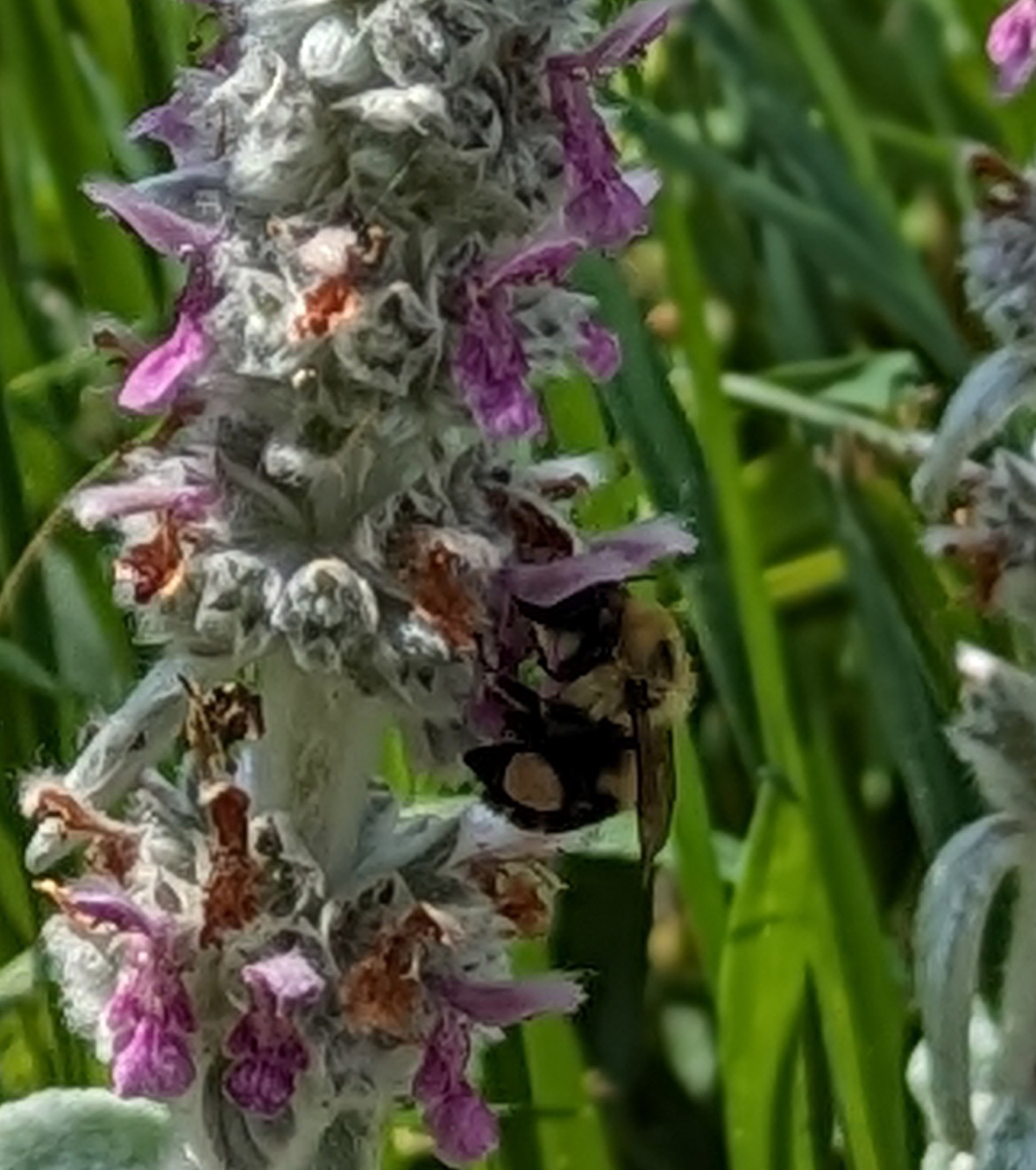 bee Object Detection Model by Digital Entomology