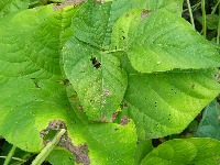 Christopher Escalante - Roboflow Universe