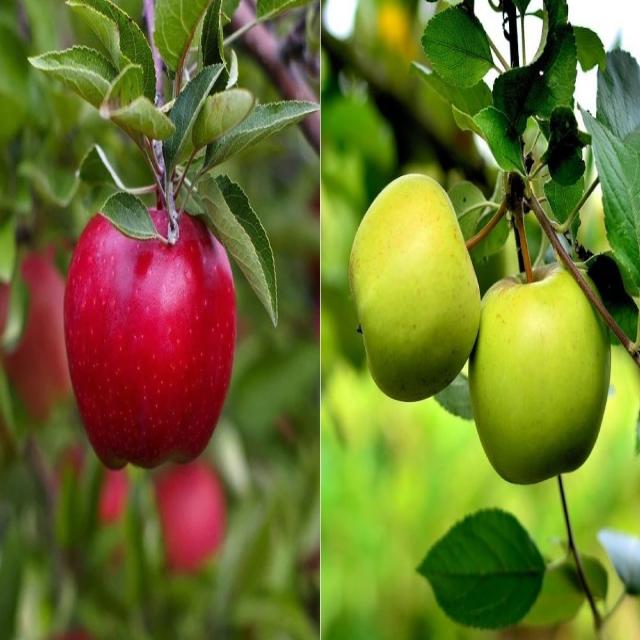 Ripeness Apple Object Detection Dataset by aryani