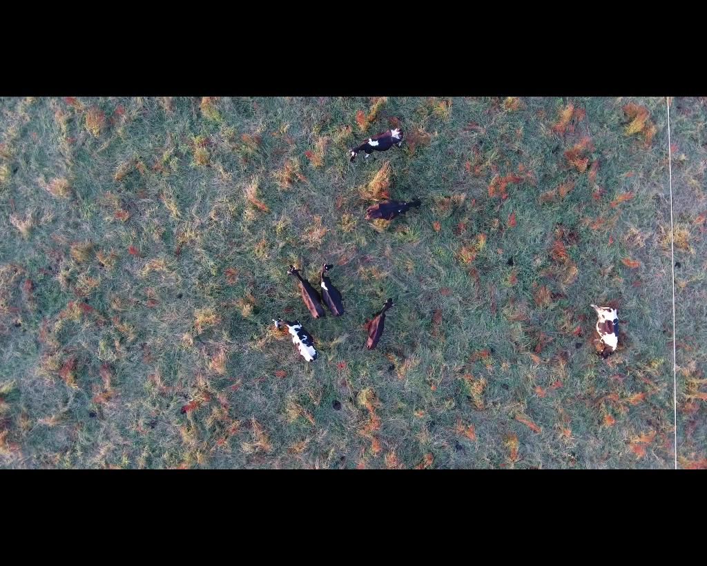 fly Object Detection Model (v2, 2023-08-23 11:14am) by star dinnngo