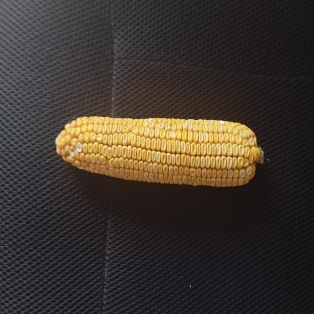 Maize Object Detection Dataset And Pre Trained Model By Mo