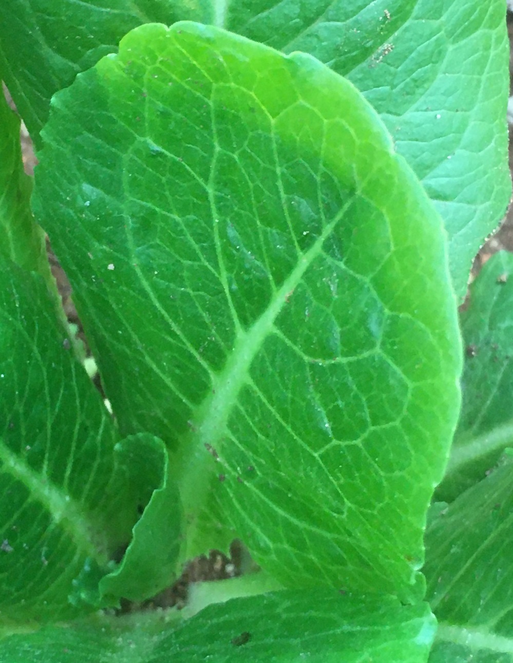 LettuceDetection3 Object Detection Model by Training