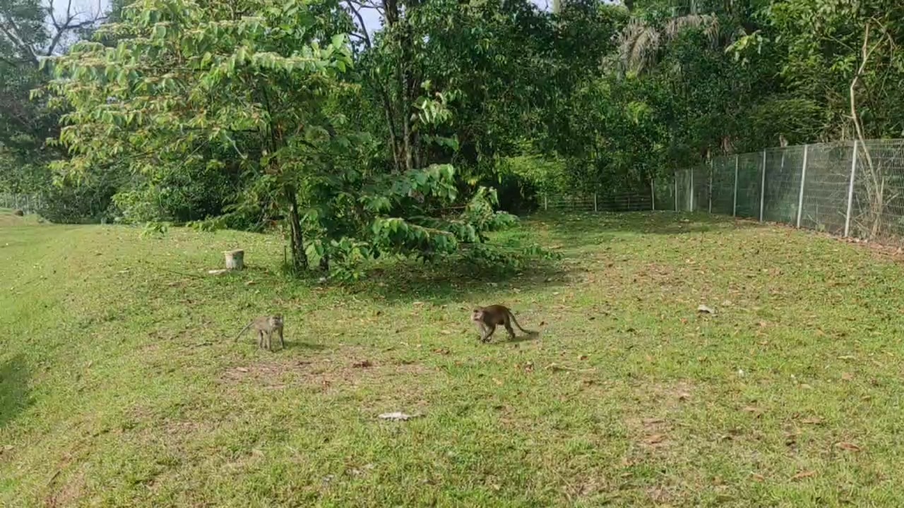 Monkey_V2 Object Detection Model by Monketdataset