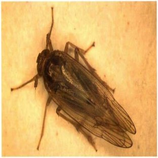 rice-pest-bb Object Detection Dataset by samkeun5