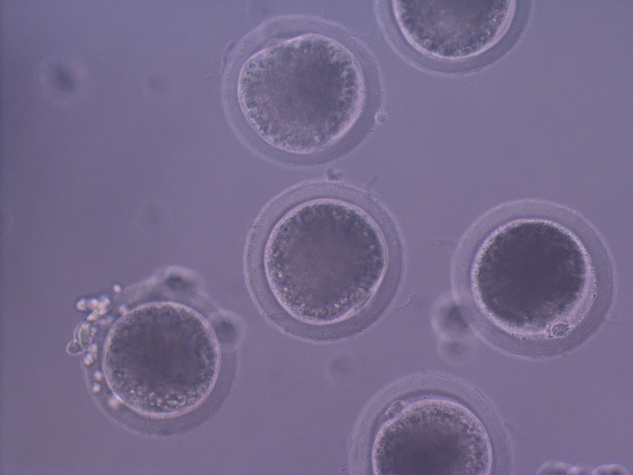 COC Segmentation Instance Segmentation Dataset by Temp