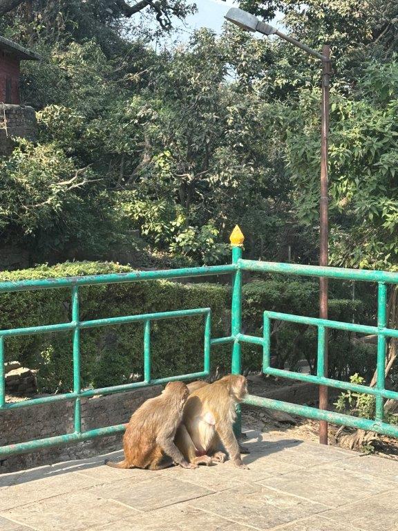 Monkey Detection System Object Detection Dataset by huhu