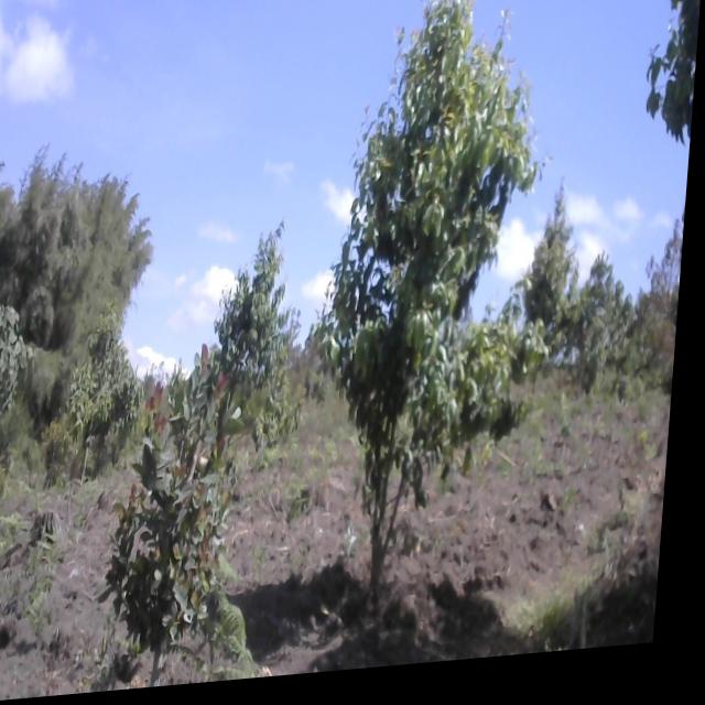 rutujaresh Object Detection Dataset and Pre-Trained Model by TREES