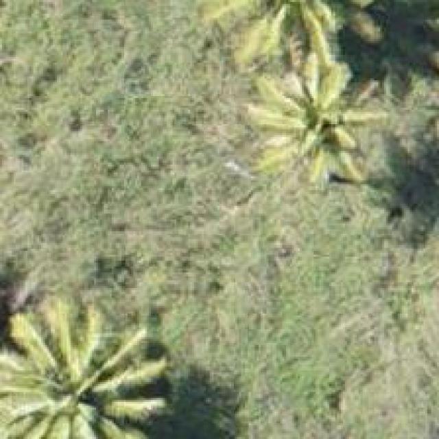 trees Object Detection Dataset by TREES