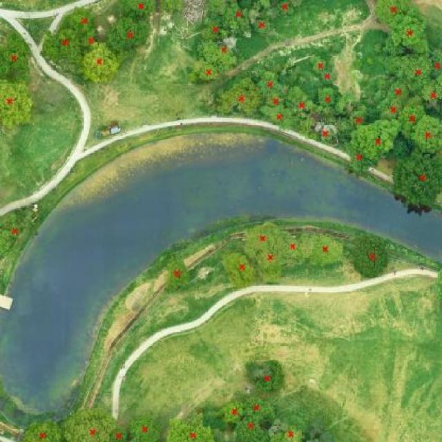 New Tree Object Detection Model by TREES