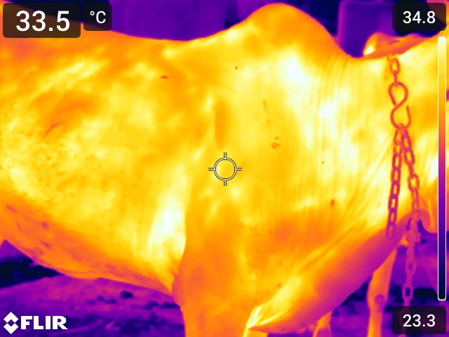 thermal images of cows Object Detection Dataset by thermal