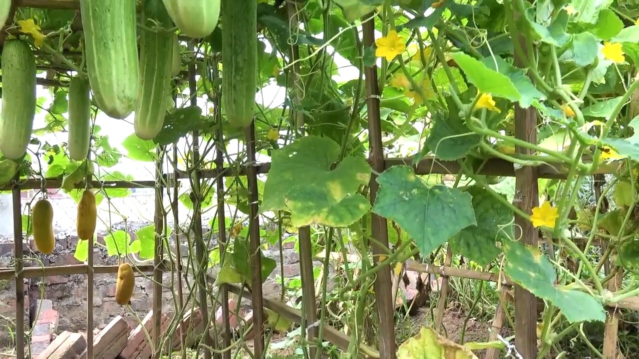 cucumber_for robotics Object Detection Dataset by fishnet