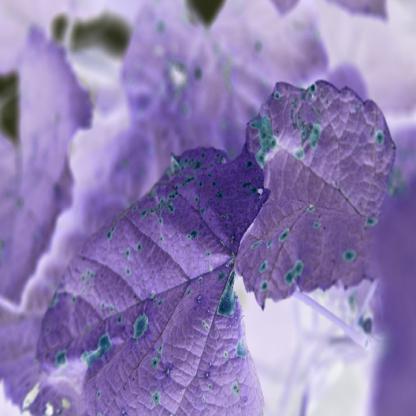 Grape Leaf Object Detection Dataset by Bruce Kabrich