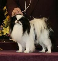 computer vision (computer-vision-4etfd) - Roboflow Universe