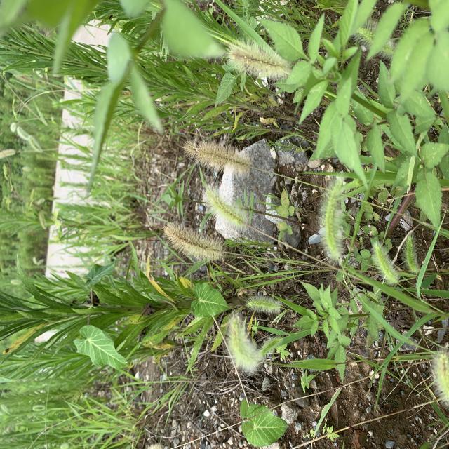 stones Object Detection Dataset by ECE4300