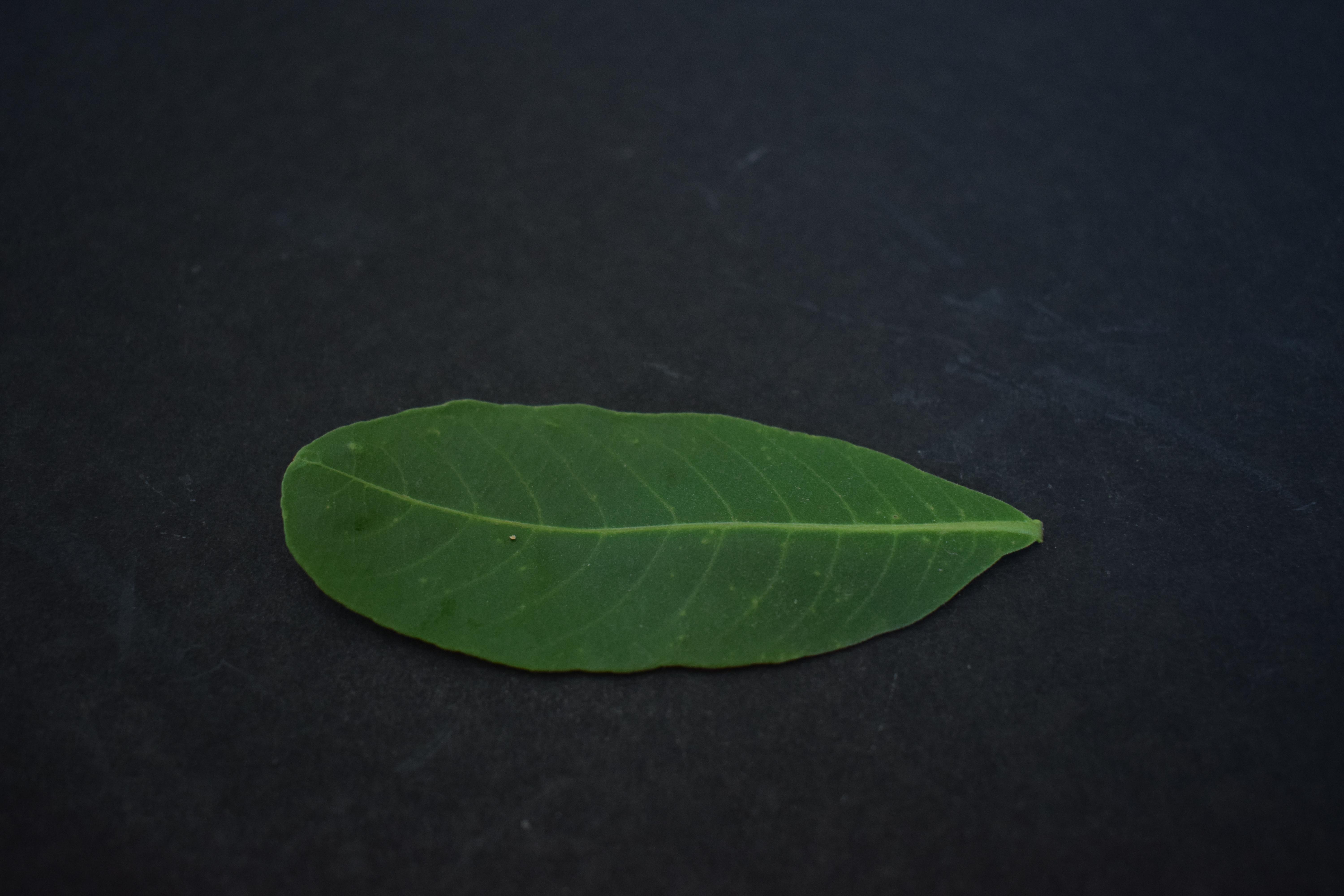 PLANT Object Detection Model by proyolo