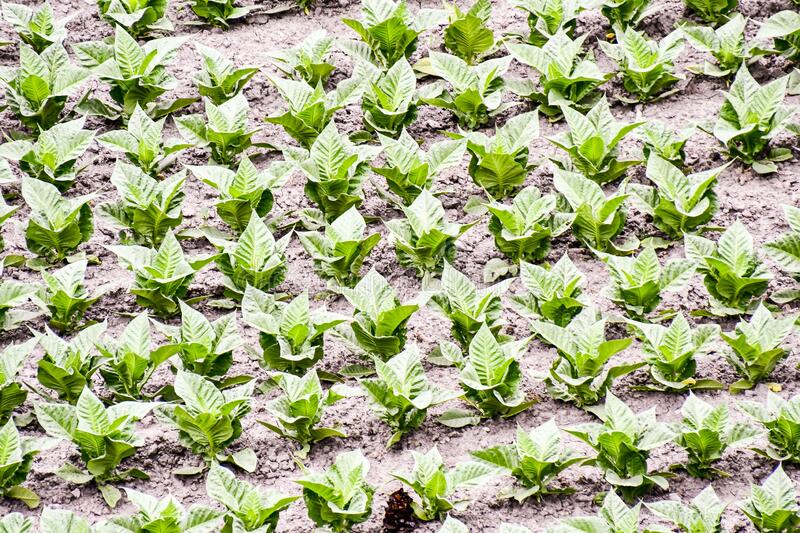 Plant Counting Object Detection Model by College