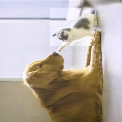 dogs / cats Instance Segmentation Dataset by rida