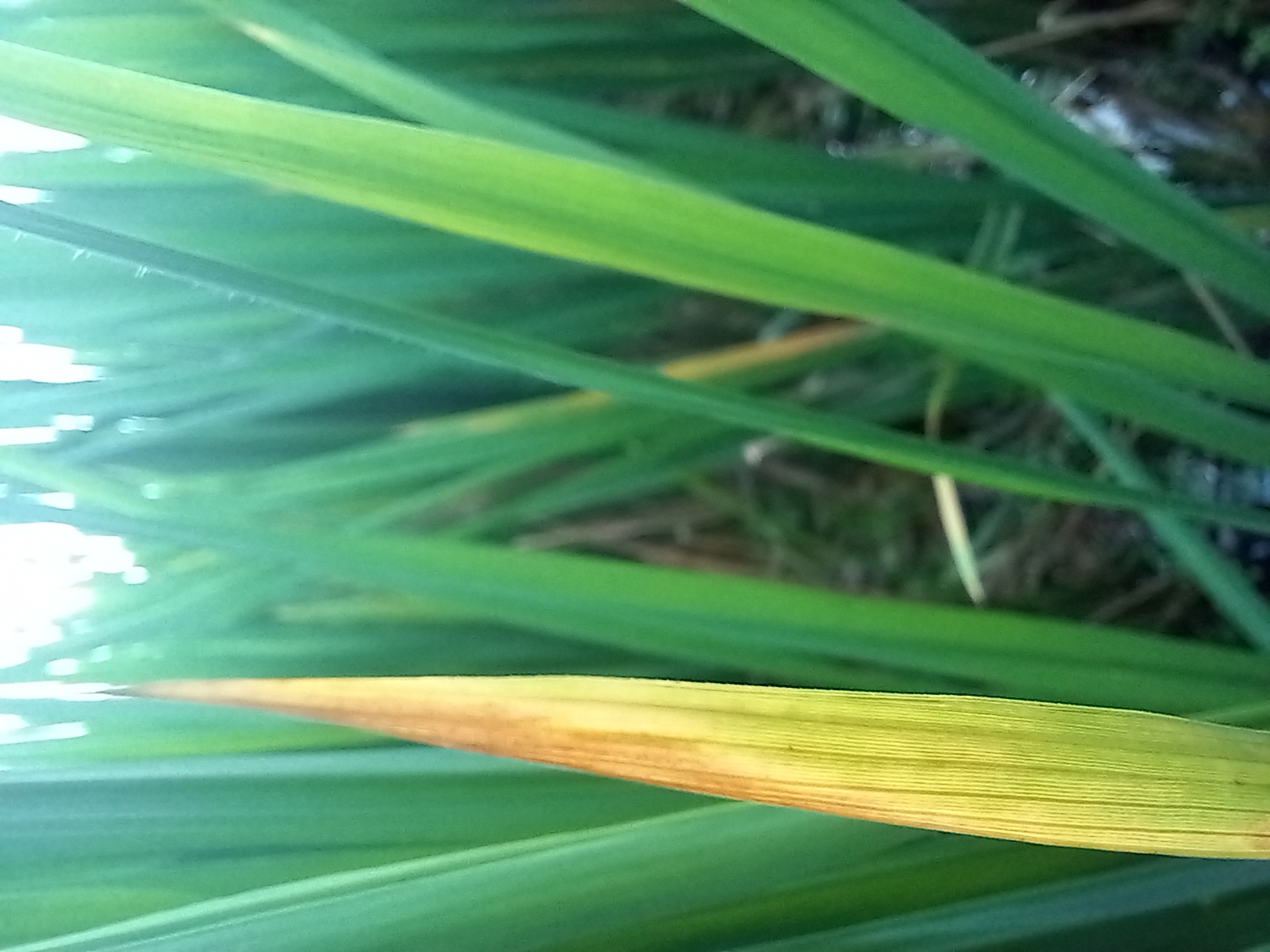 Rice Leaf Diseases Detection Classification Model (v3, V3) by ...