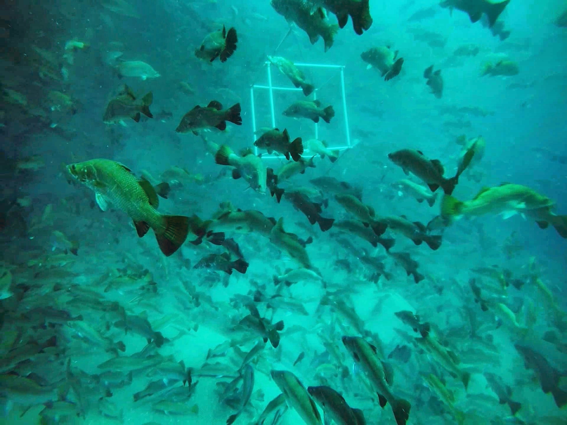 fish Instance Segmentation Model by fishproject