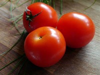 Tomato ripeness classification Instance Segmentation Model by tomatoes sheilla workplace