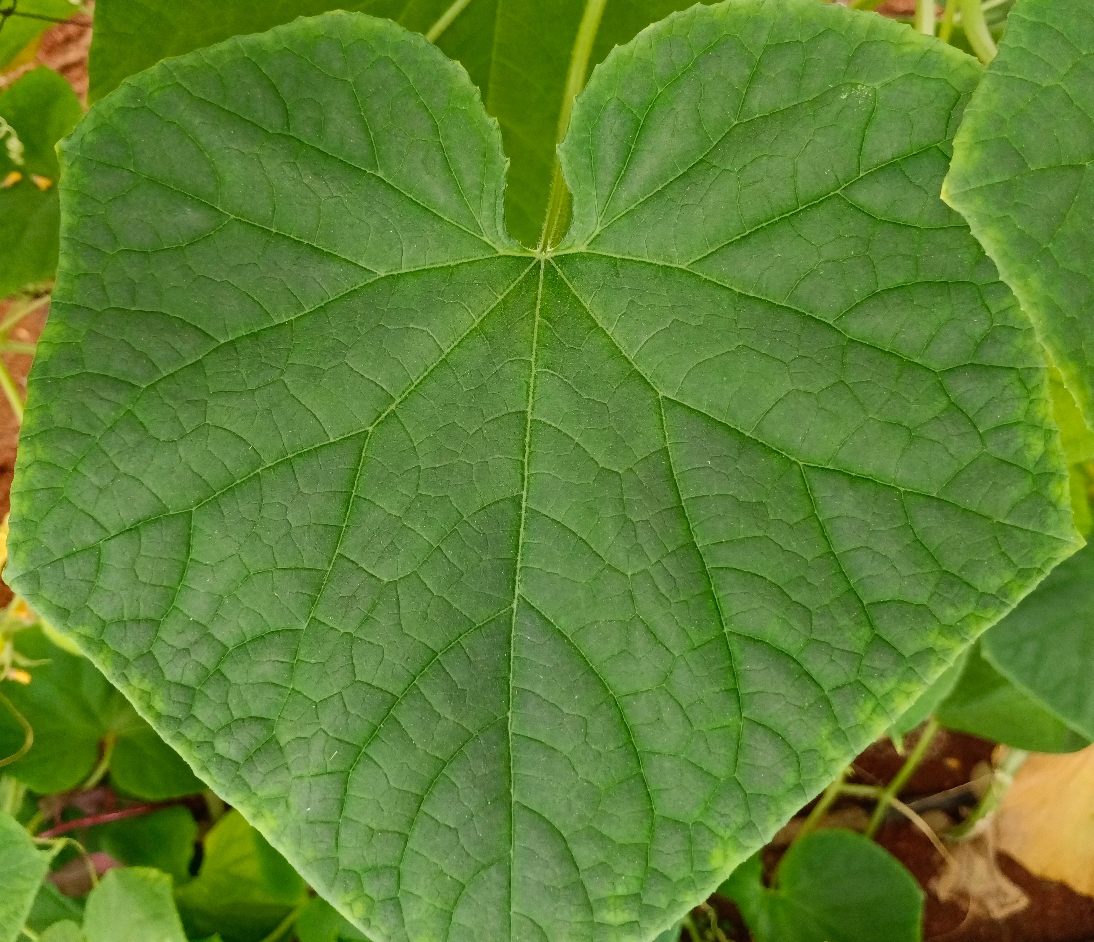 Cucumber Disease Detection Object Detection Model By Farmingkaran