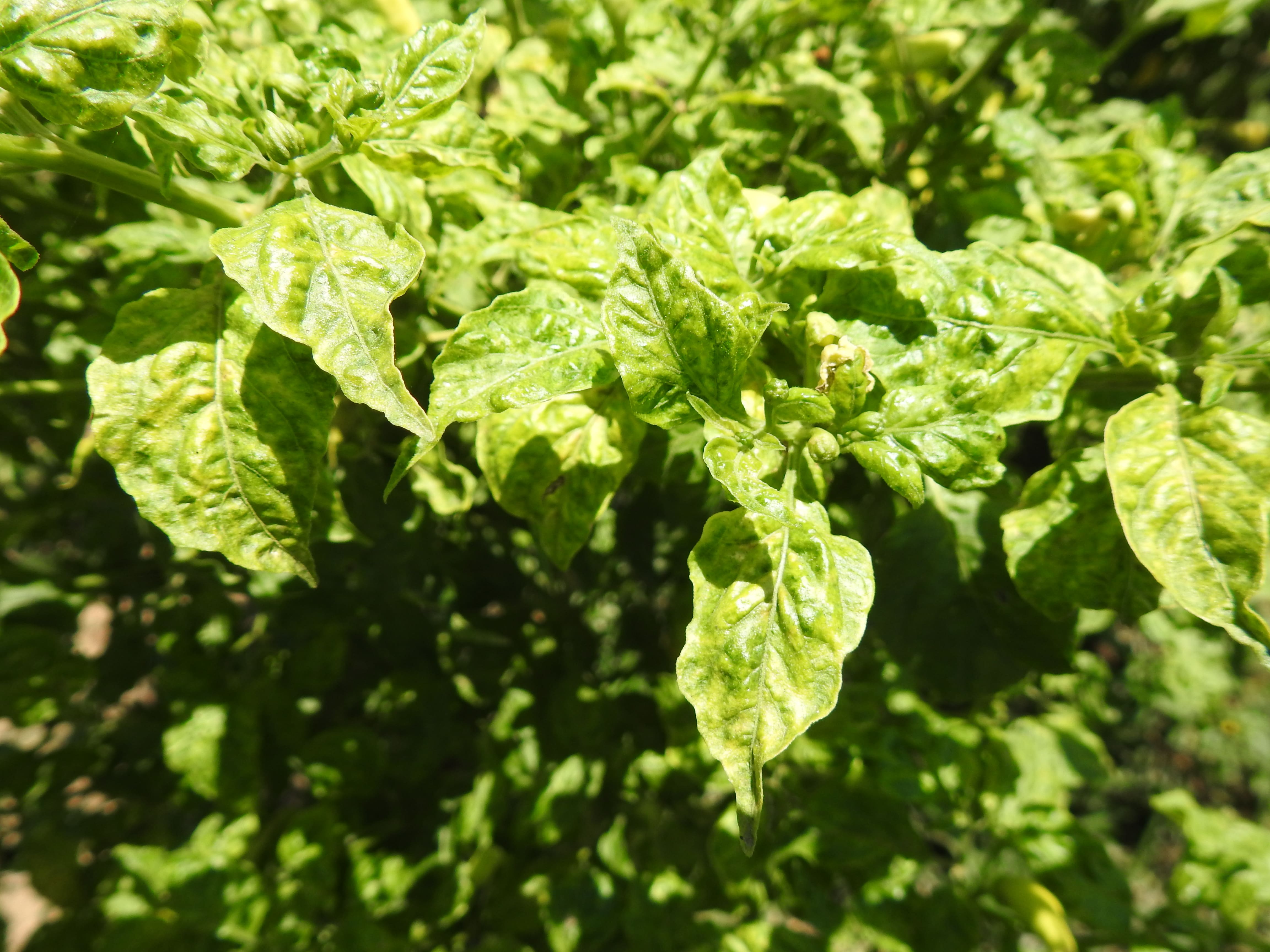 Daun Cabai Instance Segmentation Dataset by Data Skripsi