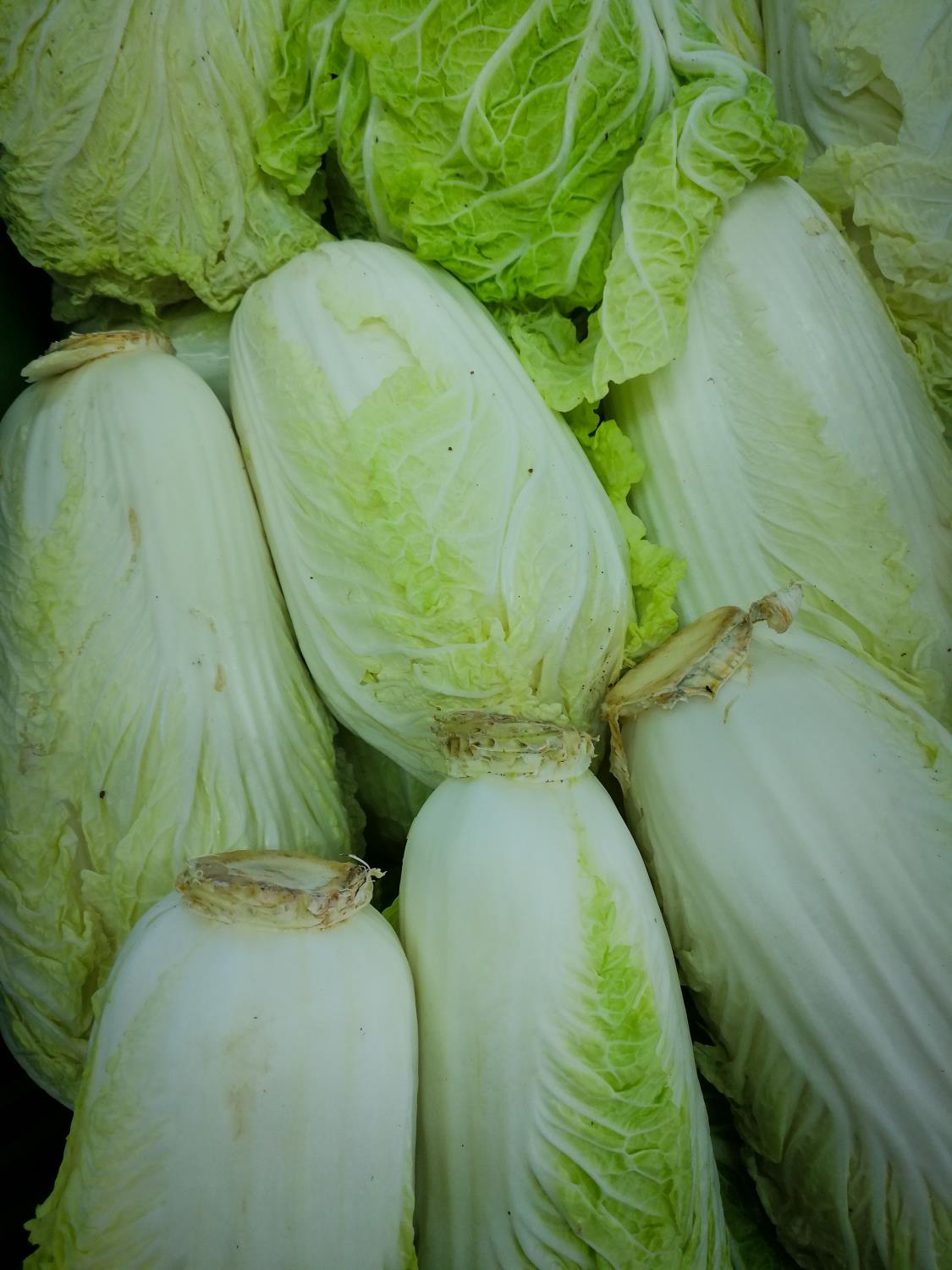 napa cabbage Object Detection Dataset by recipe2