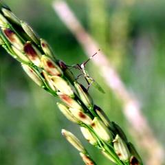 hama padi Object Detection Dataset and Pre-Trained Model by Hama Detection