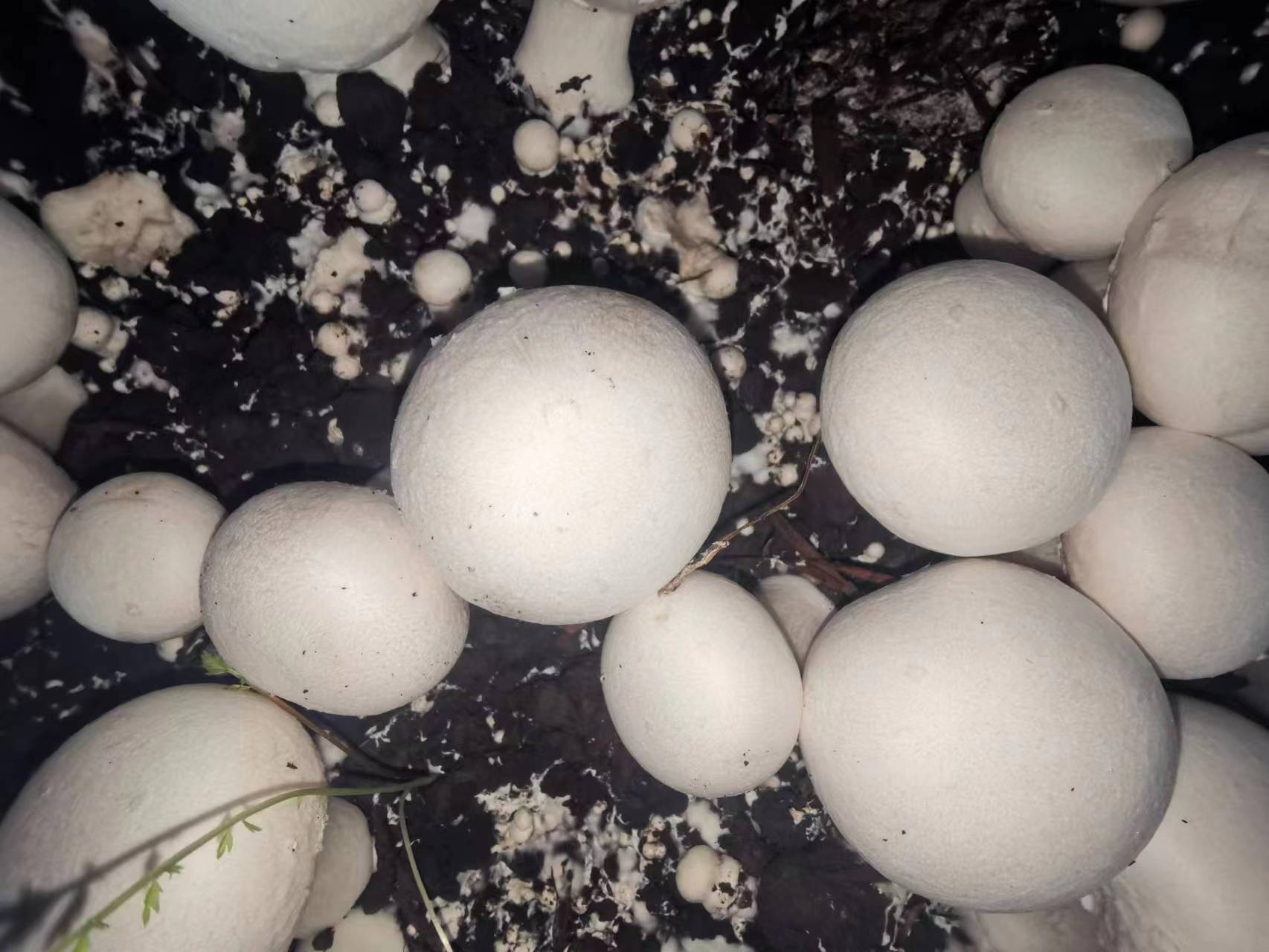 Mushroom Object Detection Model By Mushroom