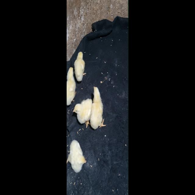 Lameness Detection in Chicks 2 Object Detection Model by Chick Select