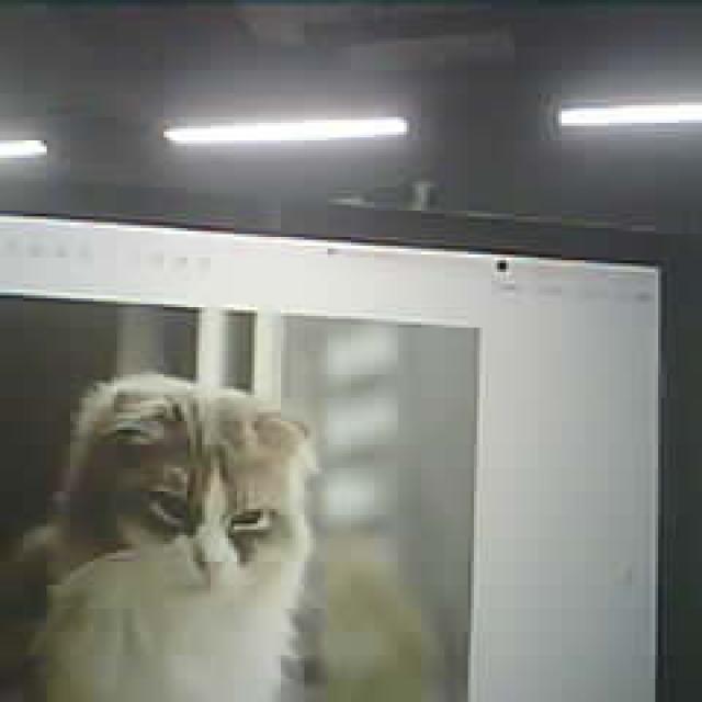 gender Object Detection Dataset by AAA