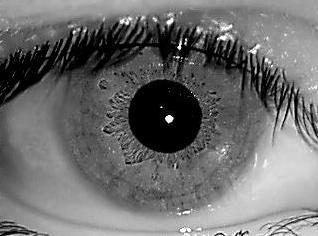 eye Instance Segmentation Dataset and Pre-Trained Model by eye